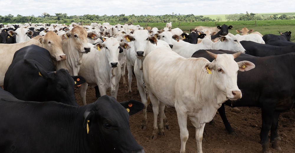 EU rejects Brazil’s transition proposal on antimicrobials