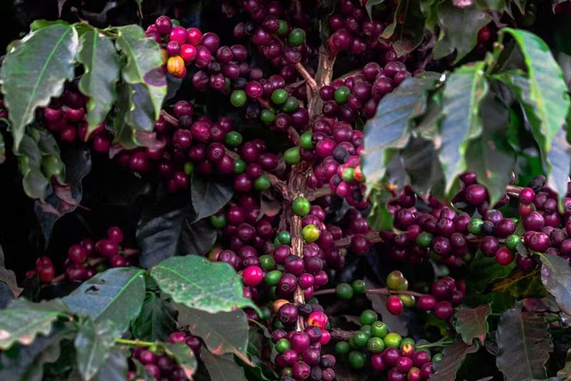 Brazil’s coffee harvest to fall 4.4% in 2025/26 season, agency says