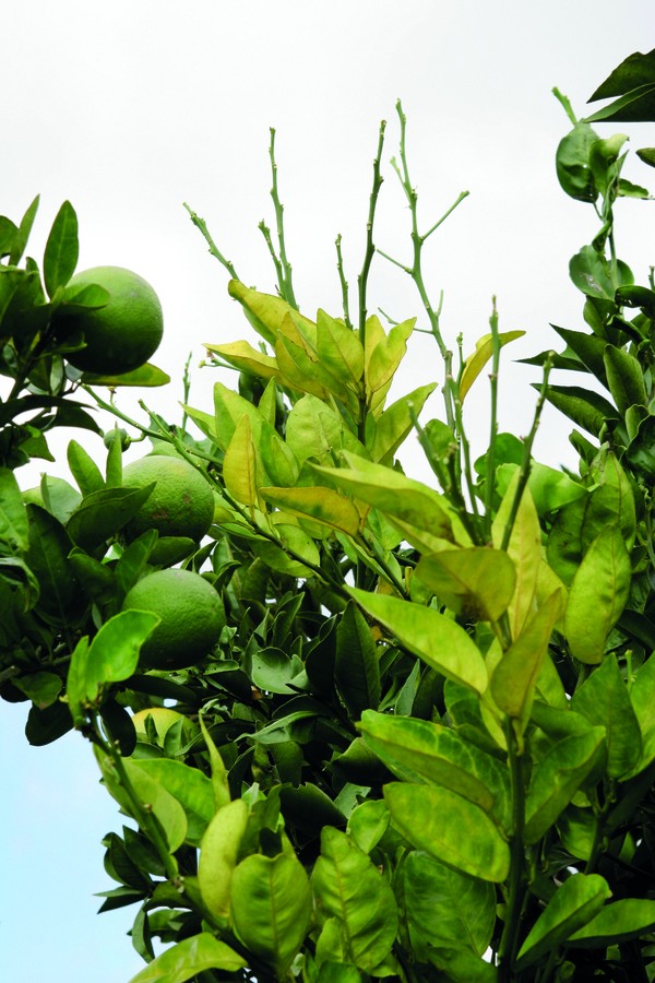 Disease that devastated Florida orange groves on rise in São Paulo