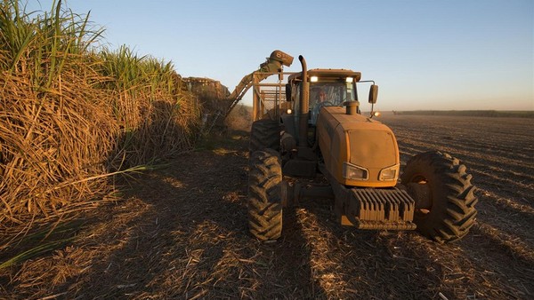 Raízen in talks to sell four more sugarcane mills | Agribusiness ...