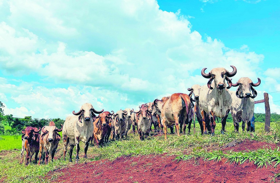 India becomes top importer of Brazilian bovine genetics