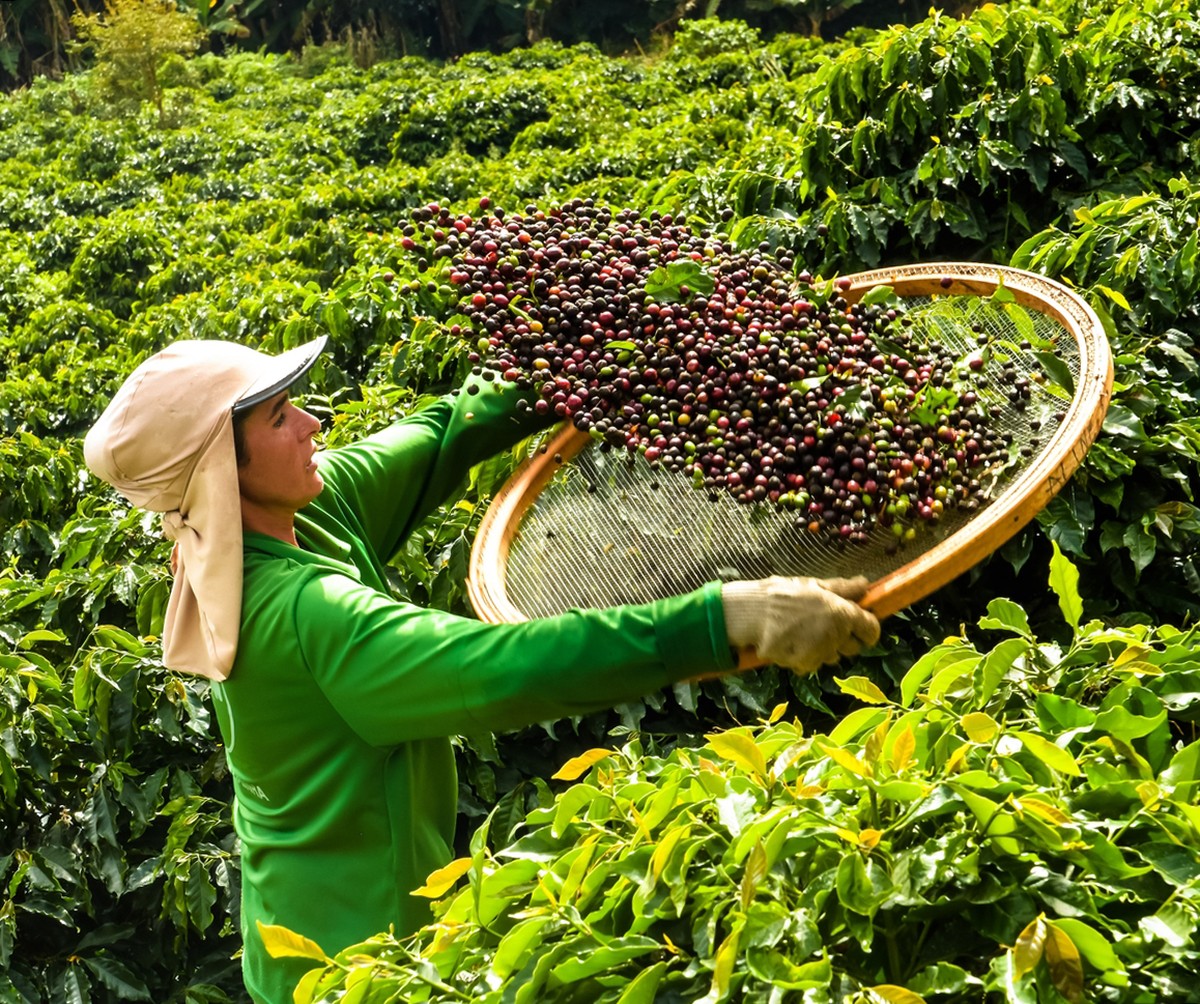 U.S. reaps huge gains from Brazilian coffee | Assis Moreira ...