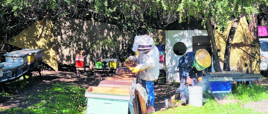 Chile looks to Brazil to expand queen-bee exports