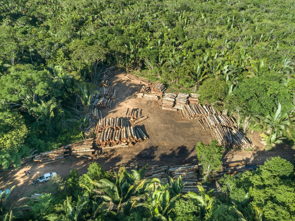 Area of illegal logging in the Amazon increased by 19% in one year