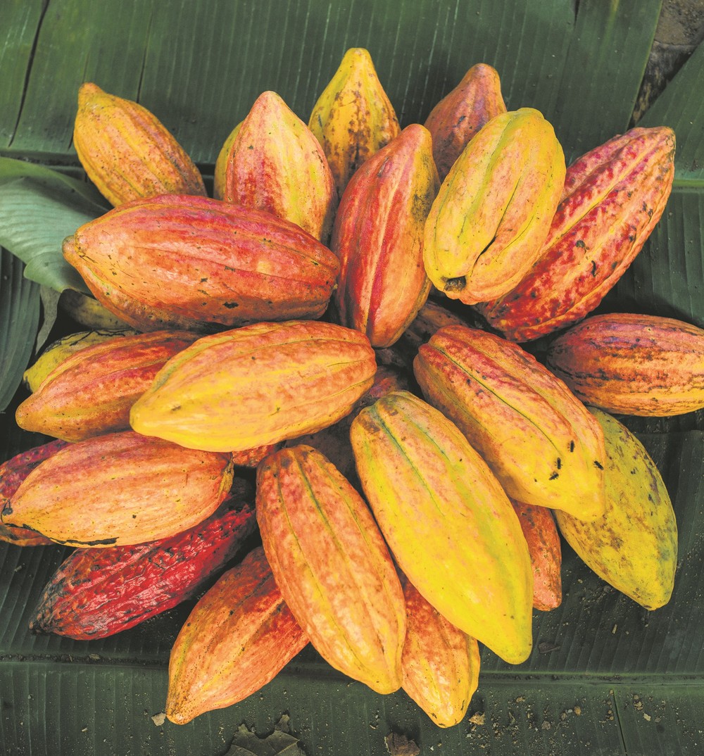 Rising cocoa prices drive up chocolate costs
