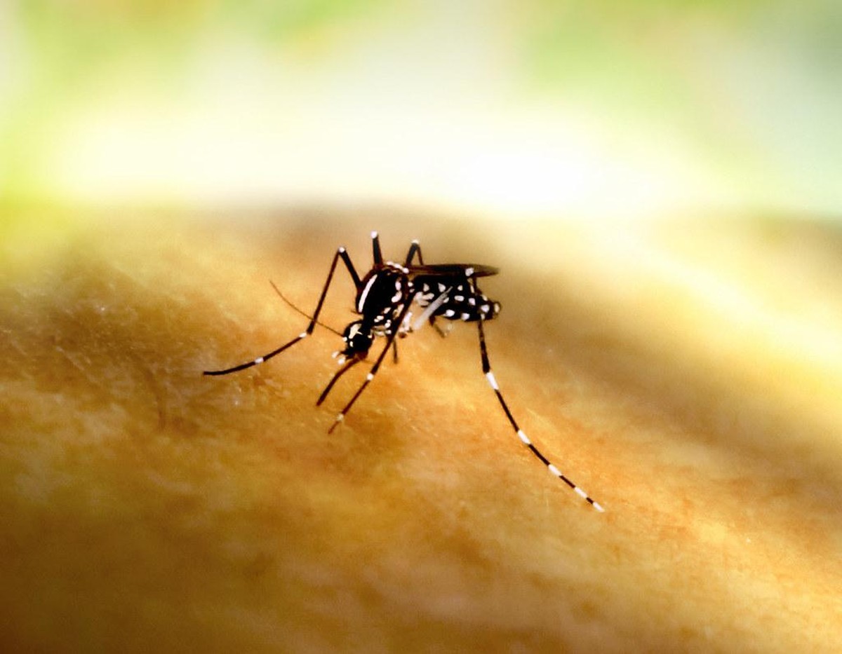Butantan seeks approval for world’s first single-dose dengue vaccine
