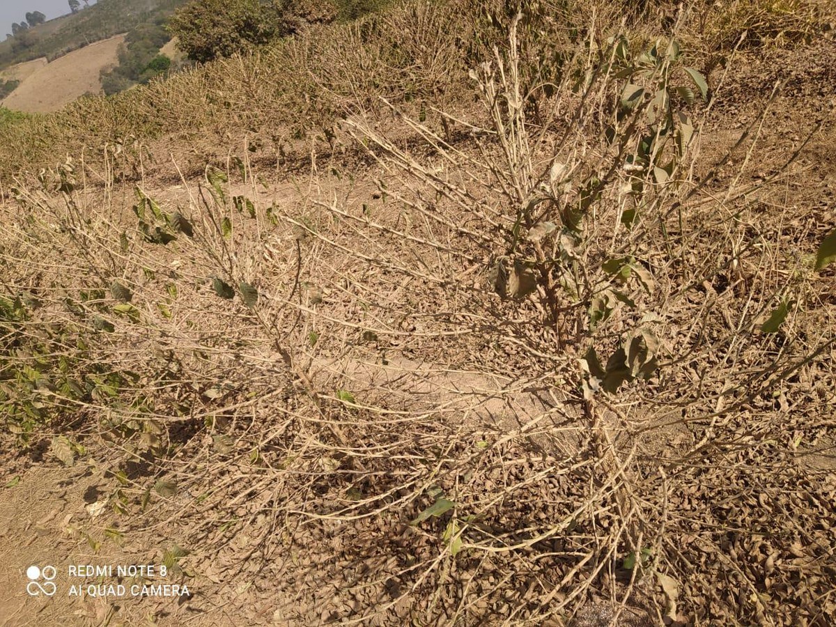 Dry weather affects crops, raises flag on food prices