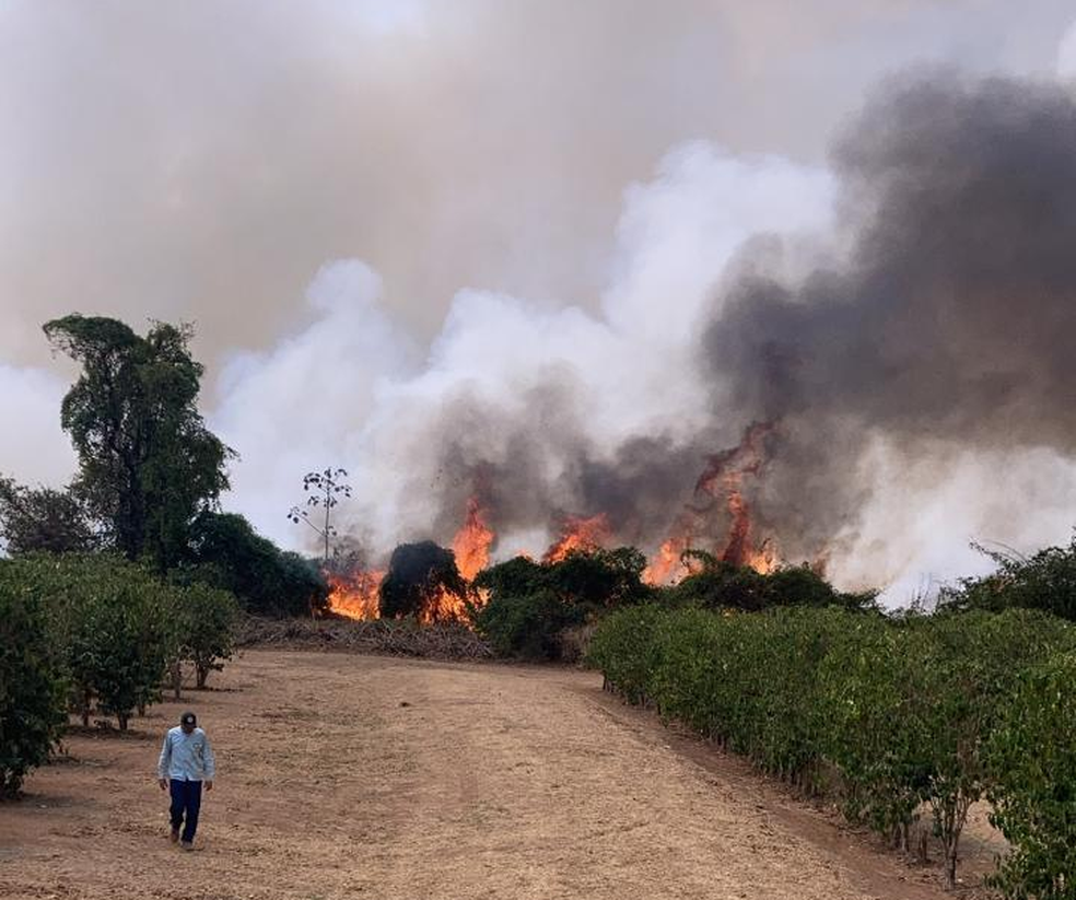 Fire spreads from forest and sugarcane fields to coffee plantations in ...