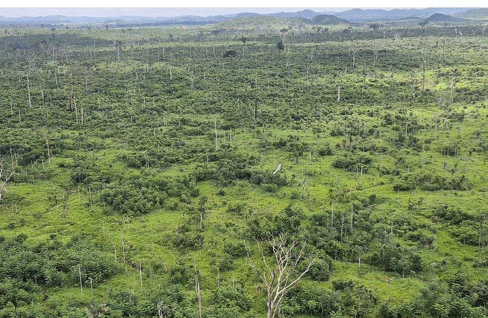Xingu to test forest concession model